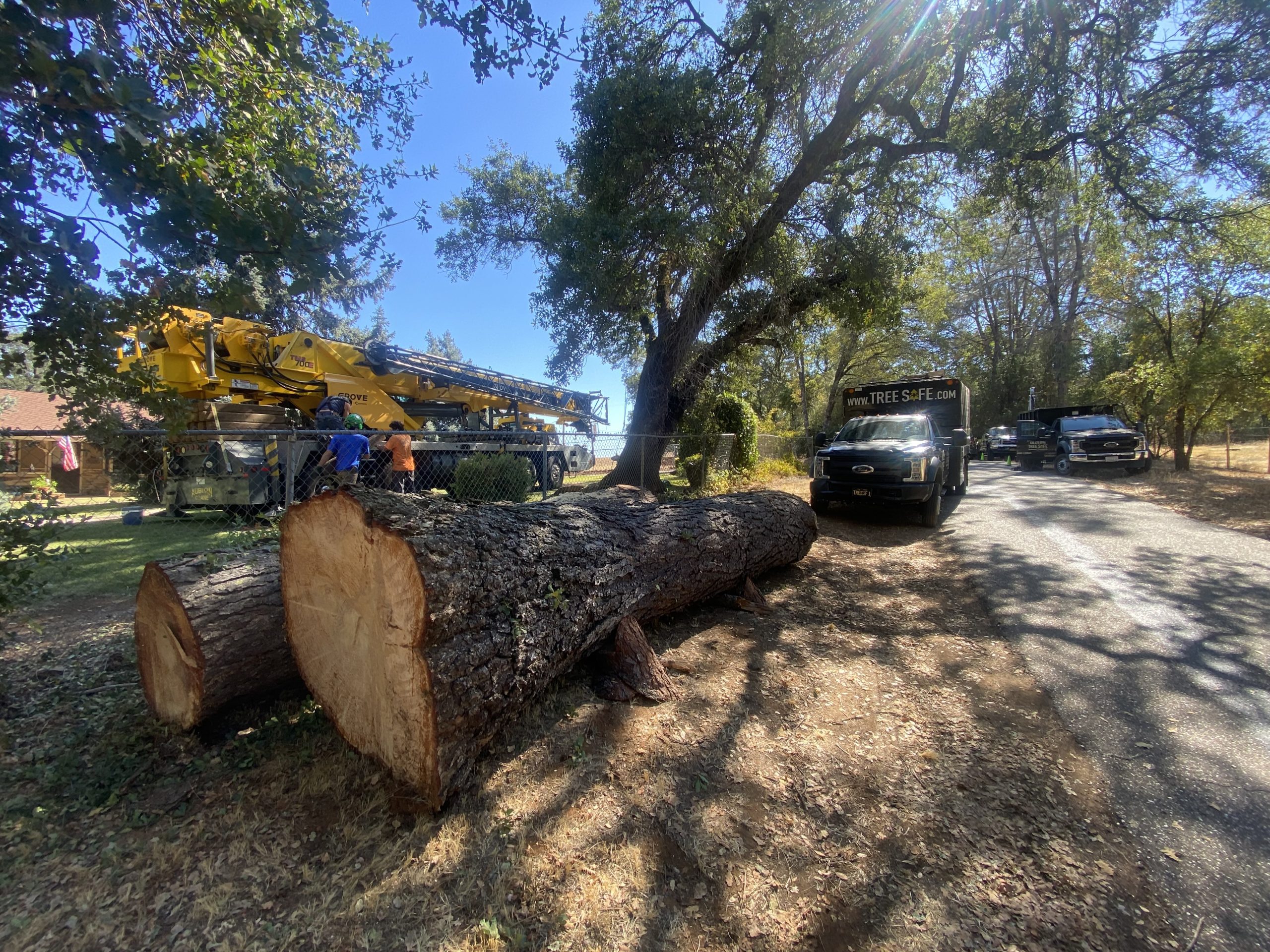 Licensed and Insured Tree Care Provider