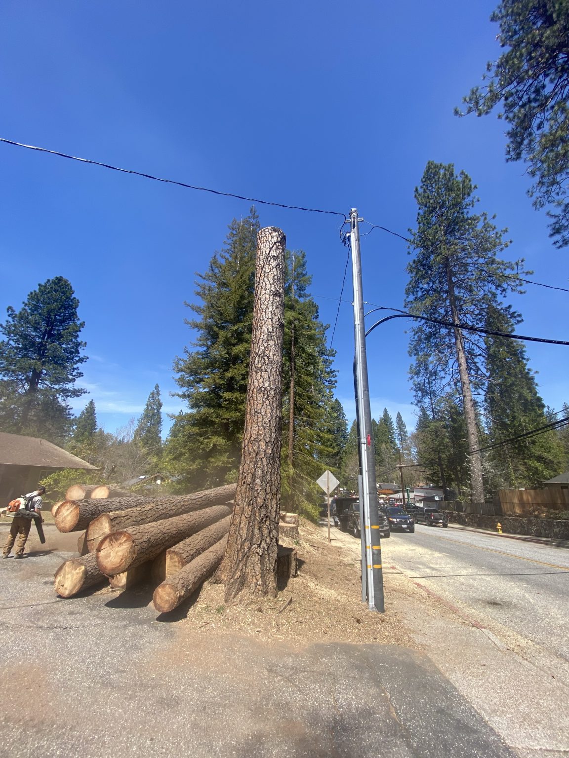 Tree Service in Nevada | Tree Trimming Placer County